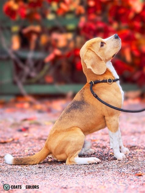 Beagle Coat Colors Coats And Colors