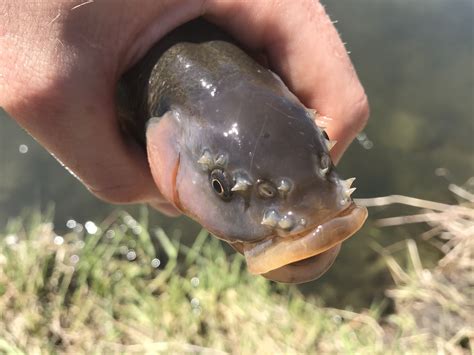 Creek Chub With Horns
