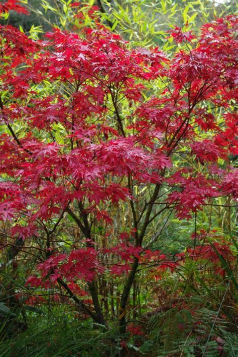Acer Palmatum Pixie Japanese Maple Leafland