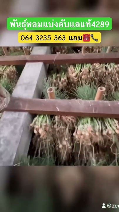 ทรงอย่างสวย…จบยังสาว😅 พันธุ์หอมแบ่งลับแลแท้ ต้นหอม หอมแบ่ง หอมขาว