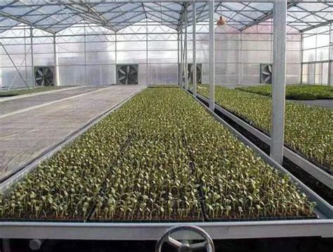 Greenhouse Tidal Seedbed Grid Seedbed And Other Glasshouse Hidroponia