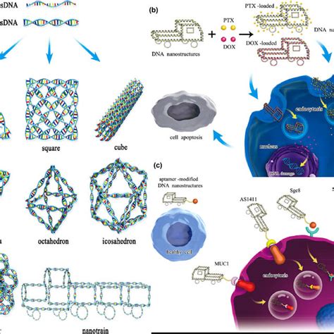A Dns Of Various Shapes B Dns Are Loaded With Multiple Drugs For Download Scientific