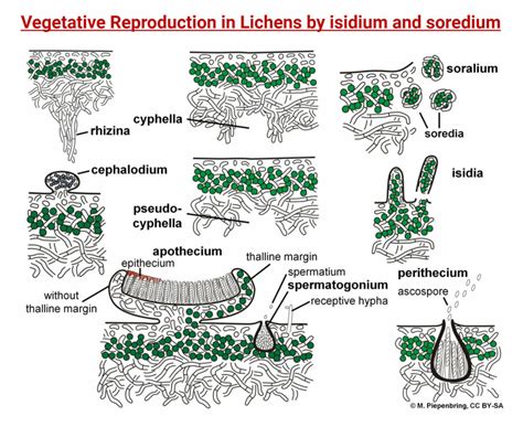 Lichens Characteristics Types Structure Reproduction Uses