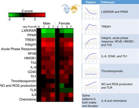 Pathway Activation After Myocardial Infarction Mi Revealed Sex