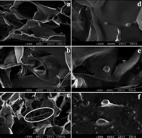 Scanning Electron Micrographs Of Scaffolds Before Ac And After Df