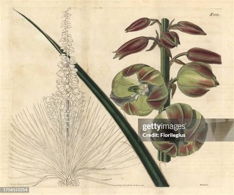Yucca Glauca Plant Photos And Premium High Res Pictures Getty Images