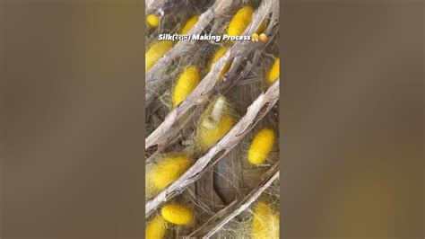 Reshm Making Youtube