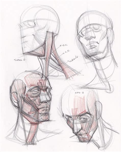 Image Result For Planes Of Head Michael Hampton Anatomy Sketches