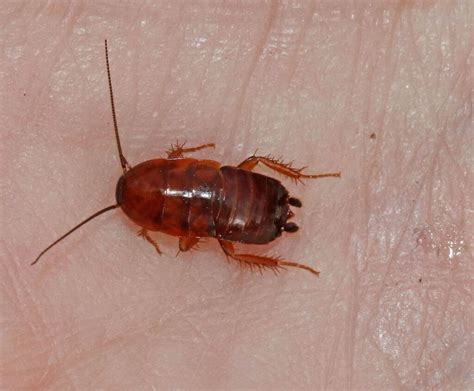 Pennsylvania Wood Cockroach Facts Identification And Pictures