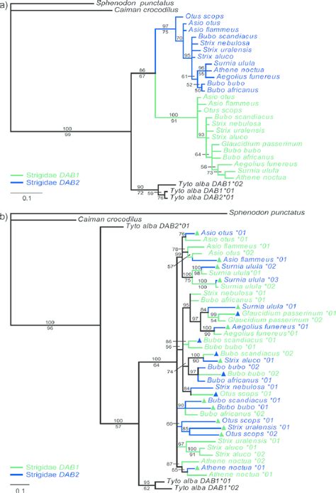 —consensus Bayesian Topology 50 Majority Consensus And Branch Length Download Scientific