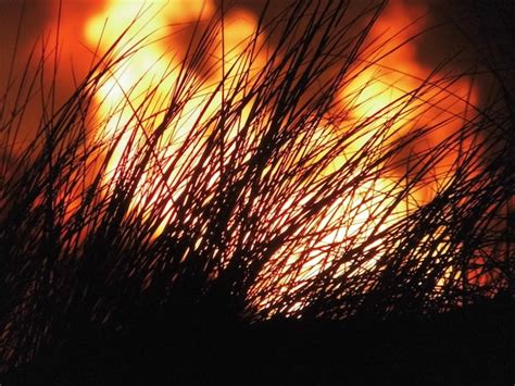Grass Burning Premium Photo