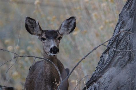 Cannundrums California Mule Deer