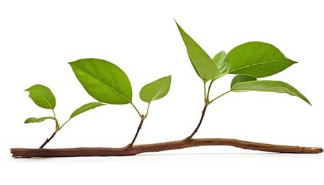 Premium Ai Image Leaf Stem Root Elevation Side View