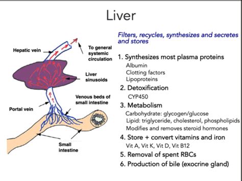 Liver And Gallbladder Flashcards Quizlet