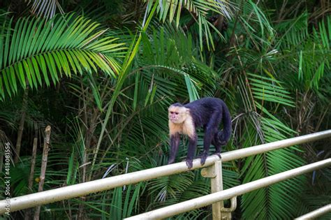 White Faced Capuchin Cebus Capucinus Beautiful Bronw White Faces