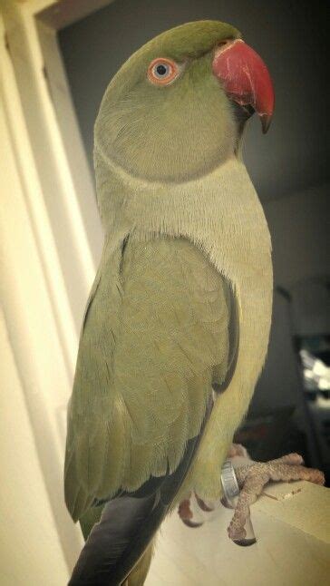 Indian Ringneck Mutations