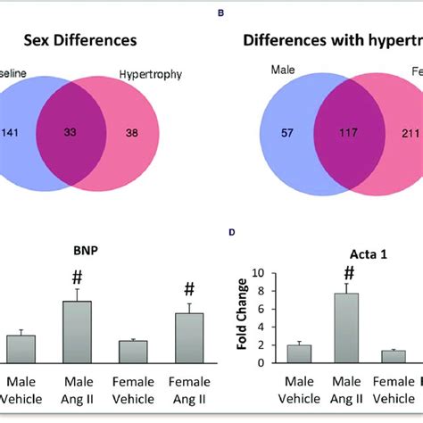 Sex Differences In Mrna With Angiotensin Ii Ang Ii Treatment The Download Scientific Diagram