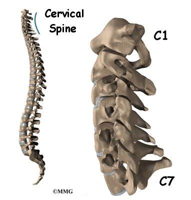 Cervical Spine Anatomy Orthogate