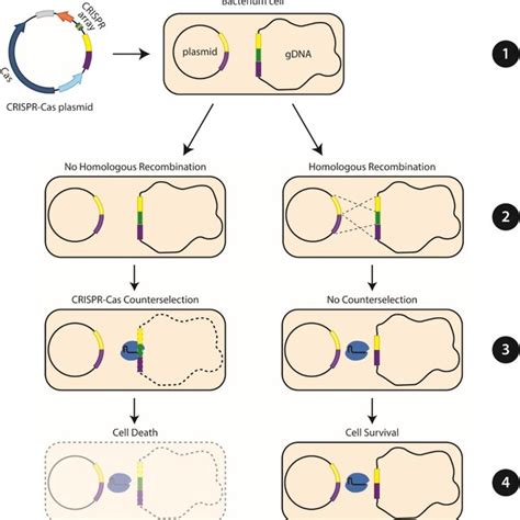 Single Gene Knockout Of Multiple Genes In C Beijerinckii Ncimb 8052 Download Scientific