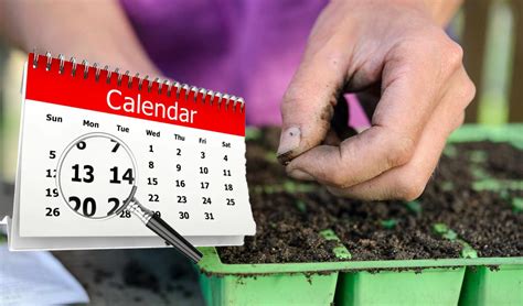 Детальний посівний календар на січень 2023 сприятливі дні для посіву розсади