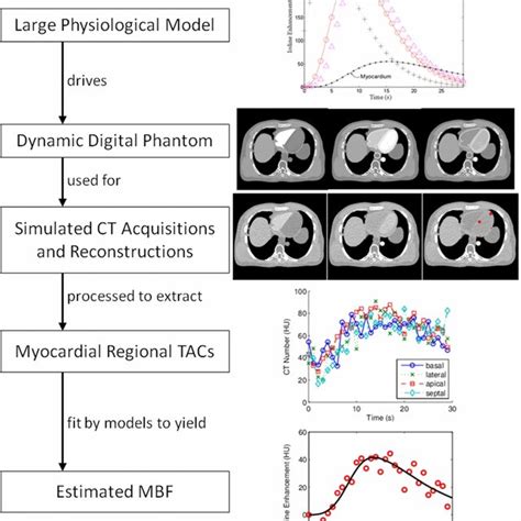 Process Overview A Differential Equation Based Physiological Model Of Download Scientific