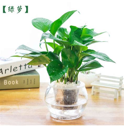 产品中心 杭州景升园林有限公司 花卉植物租赁花卉租赁公司植物租赁公司园林工程景观设计绿化养护种植 杭州花卉植物租赁杭州花卉租赁