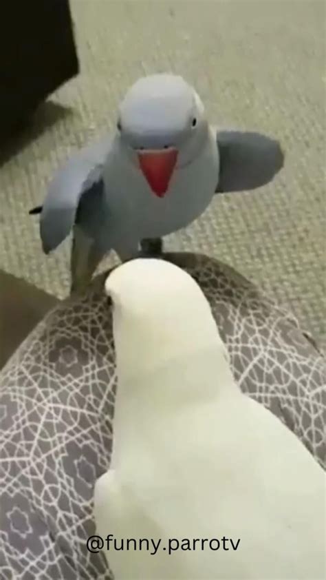 Hilarious Parrots Interaction