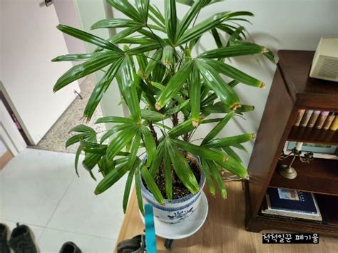 용산구 동부이촌동 한강맨션 대형 화분 수거 Ft 자세한 대형 화분 폐기방법 네이버 블로그