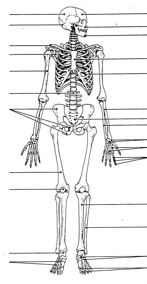 Blank Skeleton Diagram Unlabeled Skeleton