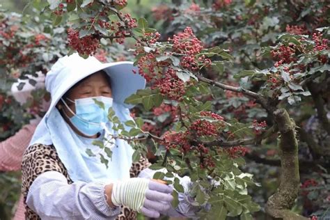 中央媒体看甘肃天水甘谷疫情防控不松劲 花椒丰收保采摘 澎湃号政务 澎湃新闻 The Paper