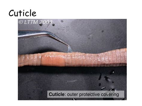 Ppt Virtual Earthworm Dissection Powerpoint Presentation Free