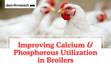 Improving Calcium And Phosphorous Utilization In Broilers Sr Publications