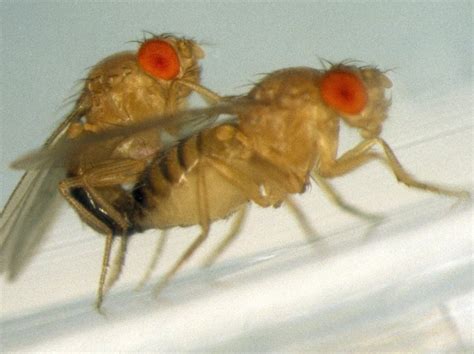 On The Wings Of Love Fruit Fly Sex Examined