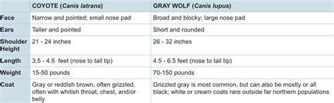 Meet The Lassen Wolf Pack St Bernard Lodge