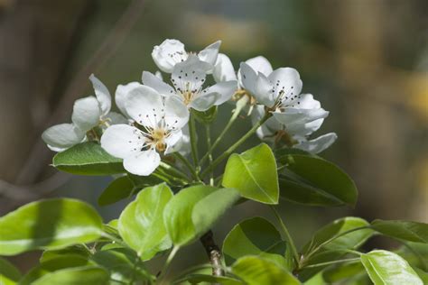 무료 이미지 나무 자연 분기 화이트 과일 식품 봄 생기게 하다 상록수 식물학 플로라 야생화 꽃들 관목 매크로 사진 재스민 속 꽃 피는 식물