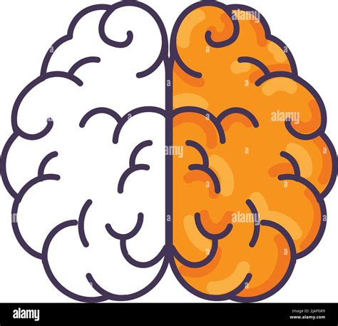 Flat Split Brain Design Stock Vector Image Art Alamy