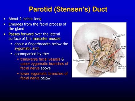 Ppt The Parotid Region Powerpoint Presentation Free Download Id 659390