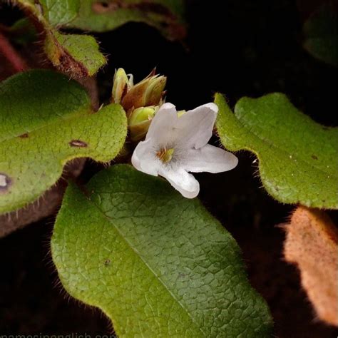 Mayflower Massachusetts State Flower Meaning And Picture