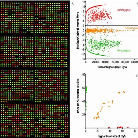 Results From Genotyping 24 Samples With The Three Groups Of Snps