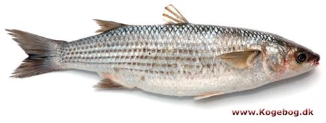 Multe Se Info Og Opskrifter På Kogebog Dk Det Er Her