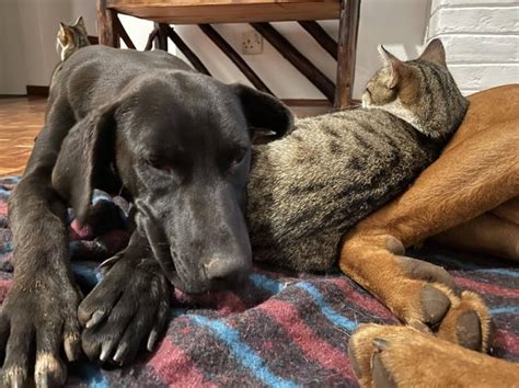 Closest Theyve Ever Been R Kittypupperlove