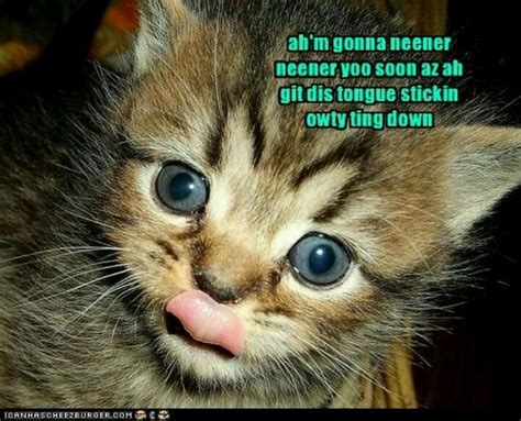 Adorable Kitten Sticking Its Tongue Out