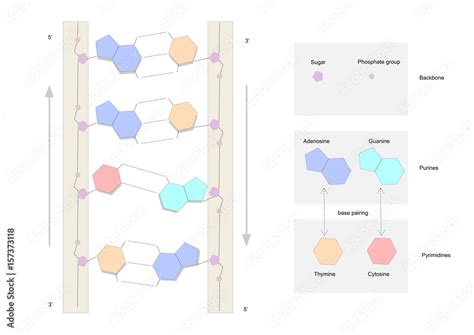 Complementary Base Pairing