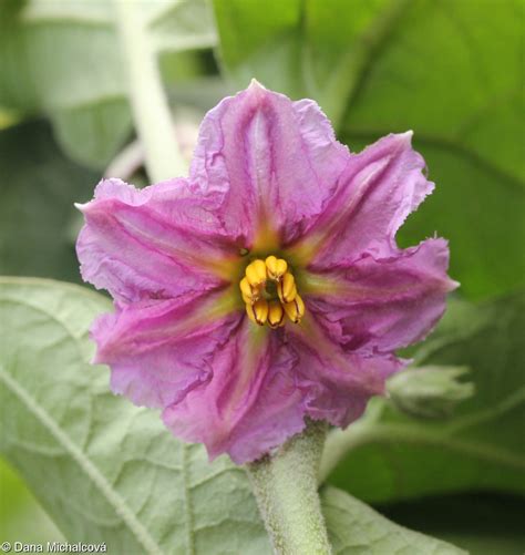 Solanum Melongena Flower