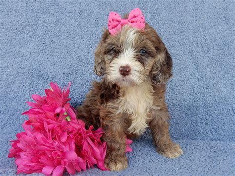 What Is An F1 Cockapoo