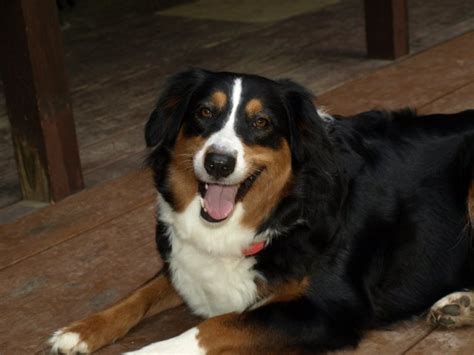 Tri Color English Shepherd Club