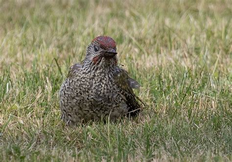 딱따구리 새 앉아 녹색 Pixabay의 무료 사진 Pixabay