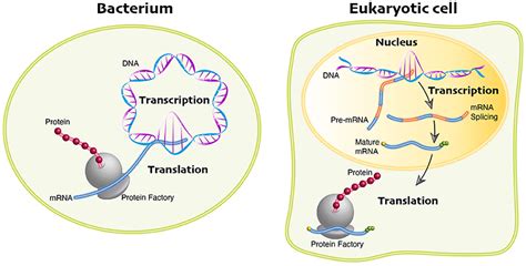 Rna Processing In Eukaryotes Best Biology Notes