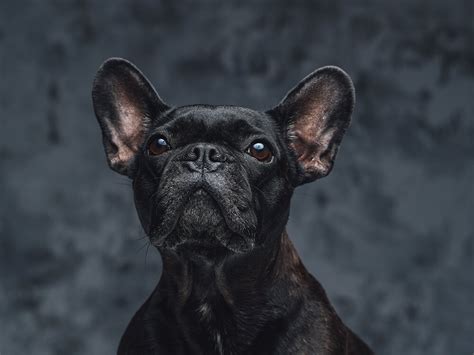 Top 6 Facts About The Rare Black French Bulldog Ukpets