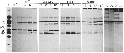 Translational And Posttranslational Events In Wild Type And Ps Ii